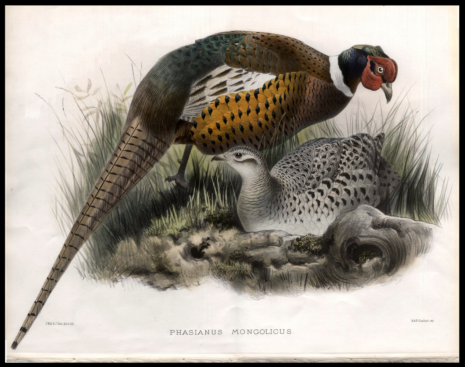 Pheasant Art | Red Clay Soul